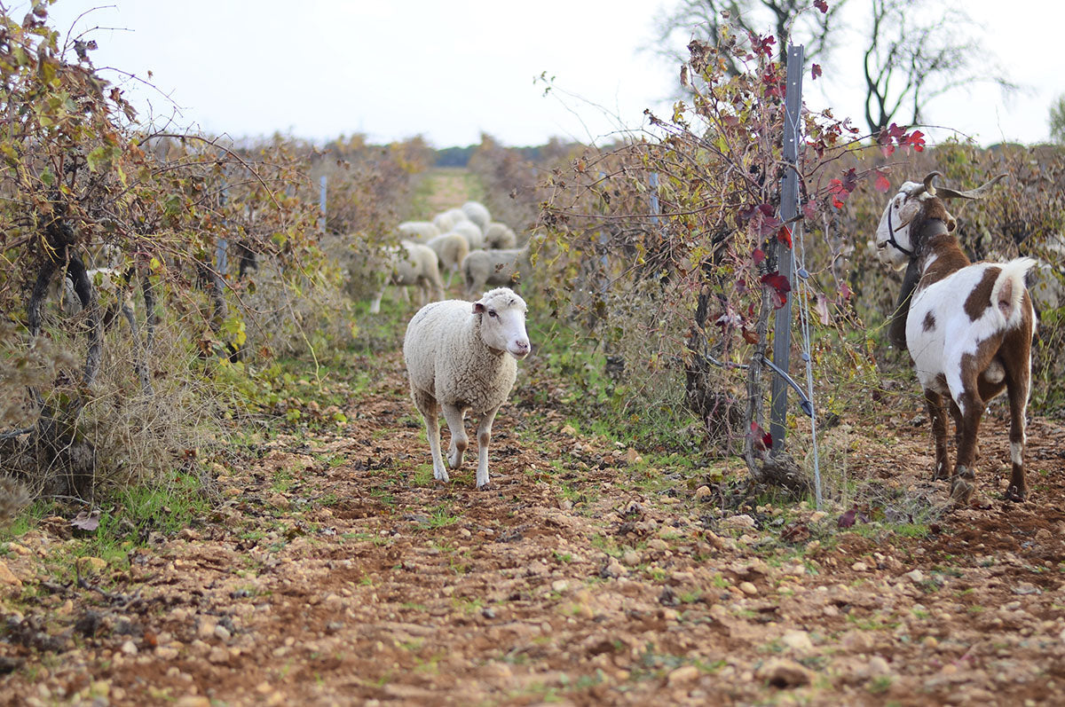 The New Old Spain – Gnarly Vines