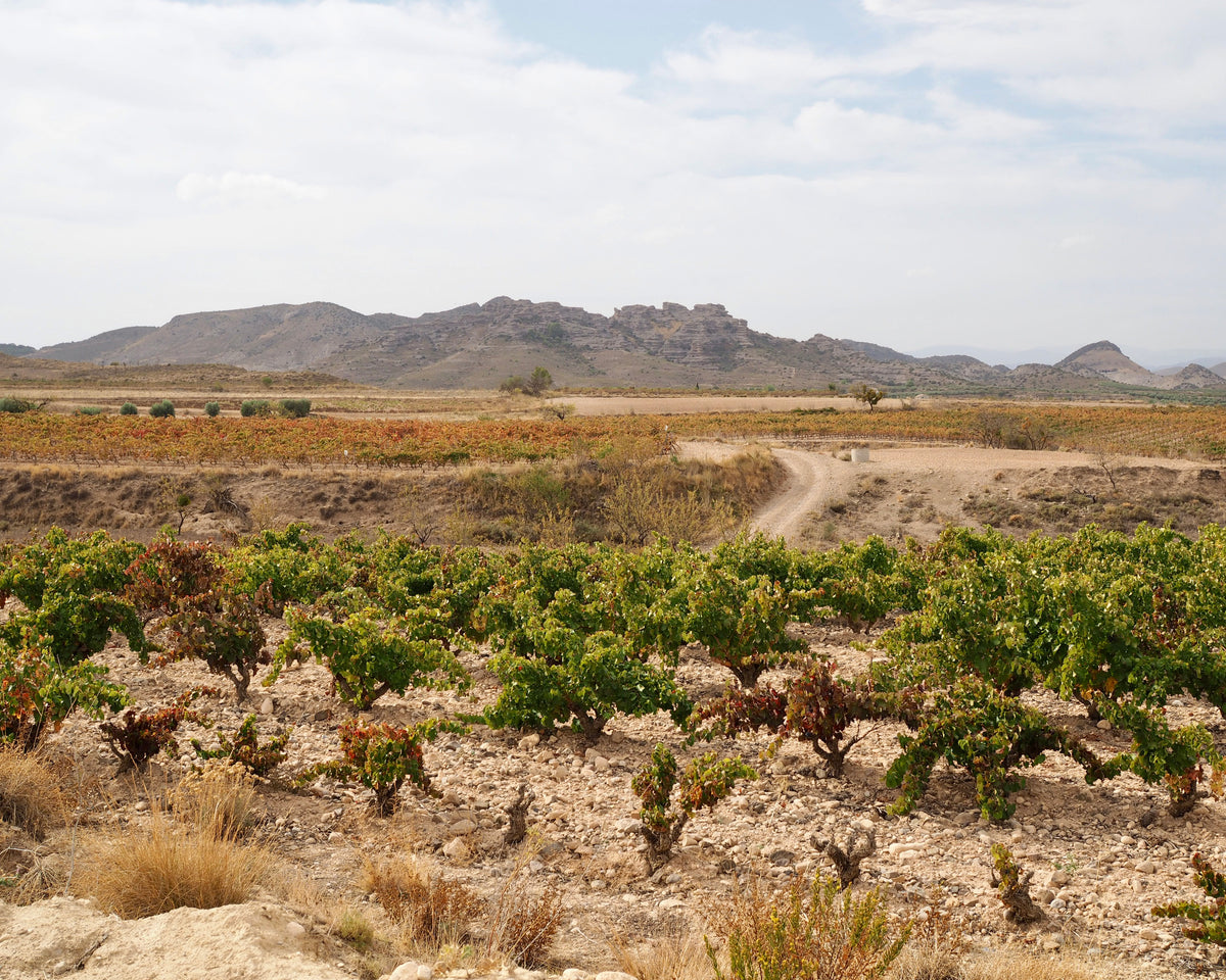 Golden Garnacha – Gnarly Vines