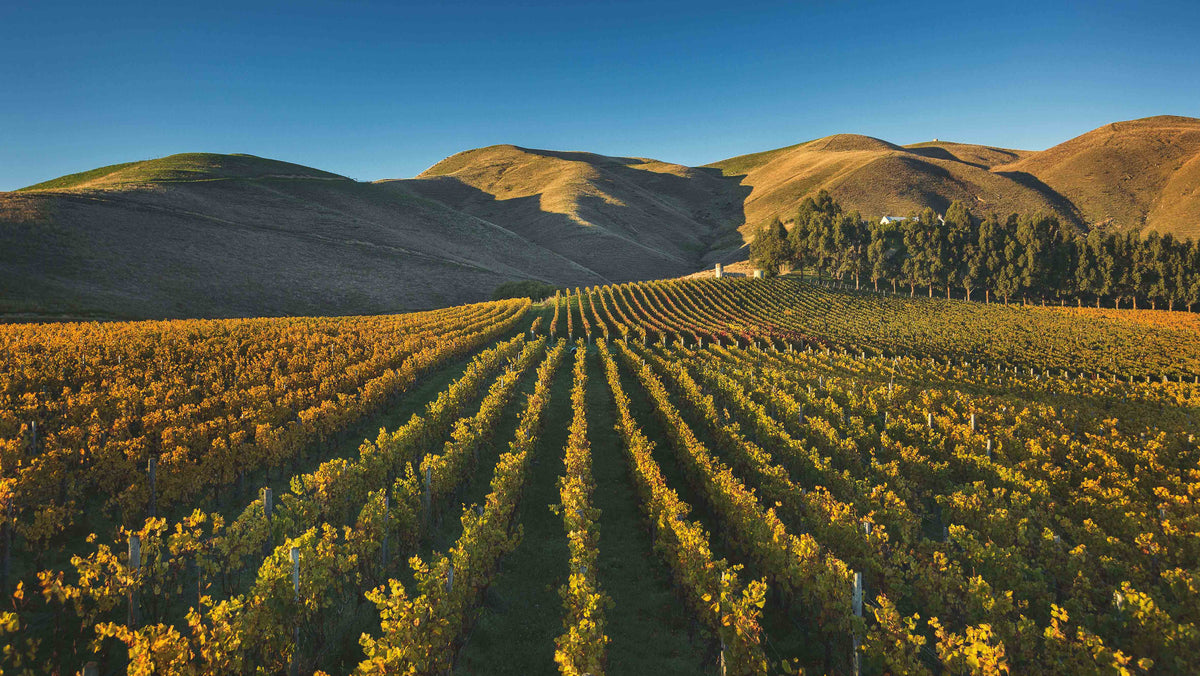 Introducing Lele Wines – Gnarly Vines