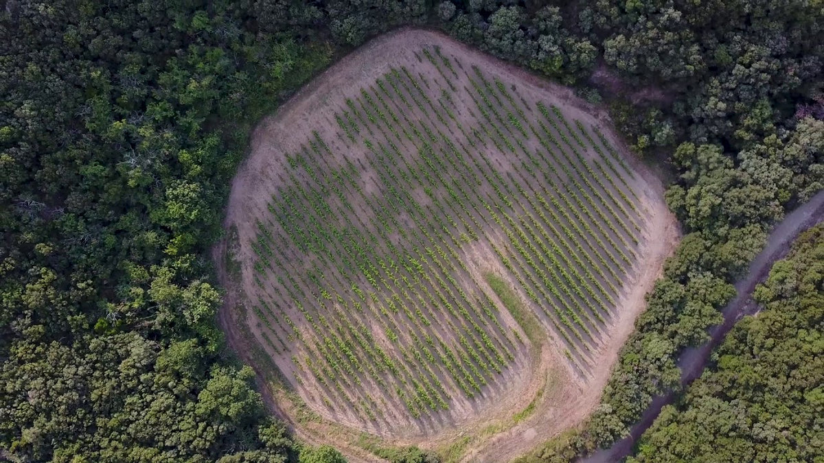 Domaine du Météore – Gnarly Vines