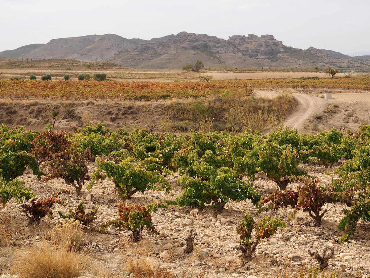 Online natural wine shop and bar in Walthamstow – Gnarly Vines